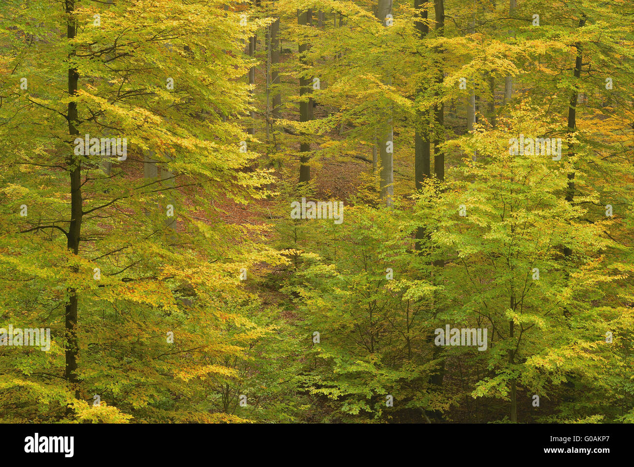 Bavaria beech hi-res stock photography and images - Alamy