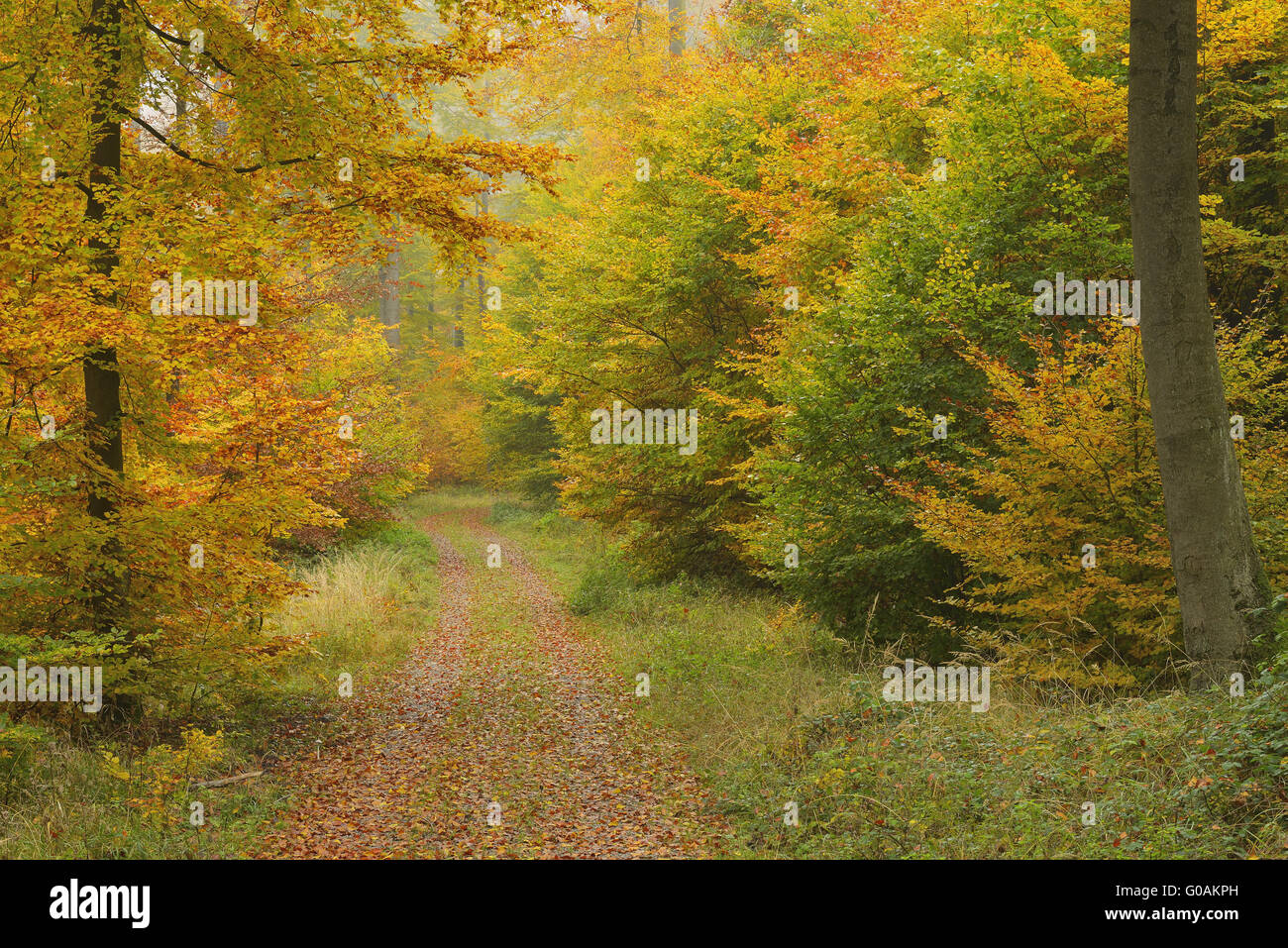 Beech forest, Germany Stock Photo - Alamy