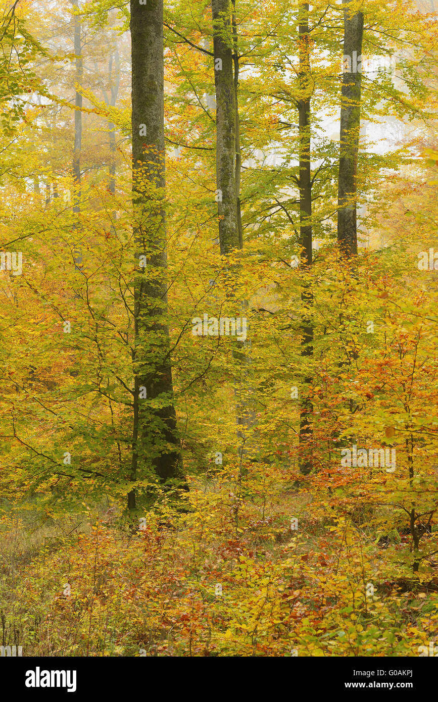 European beech forest hi-res stock photography and images - Alamy