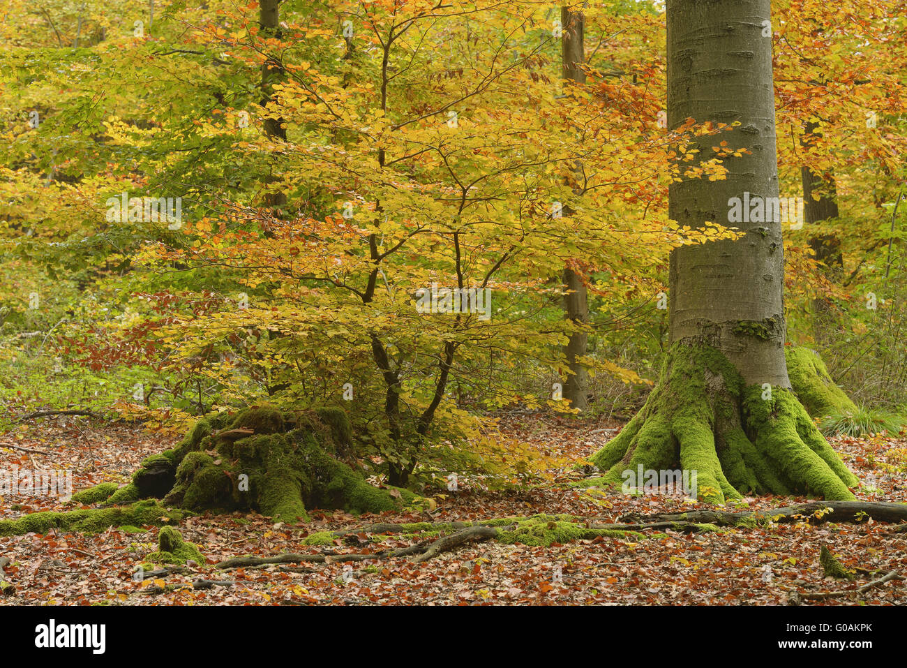 Buchen baum bäume beech fagus tree trees hi-res stock photography and ...