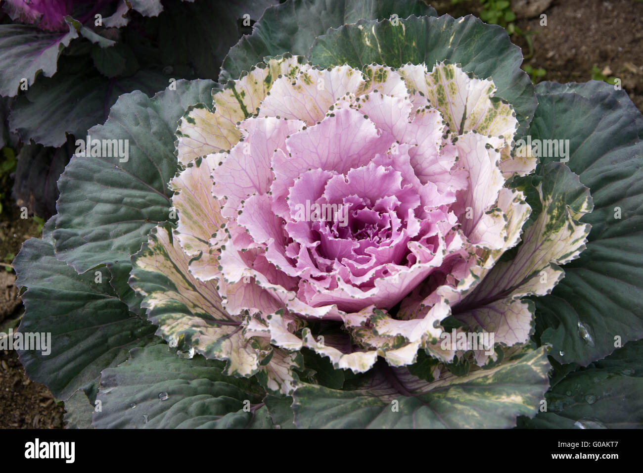 The beauty of cabbages Stock Photo - Alamy