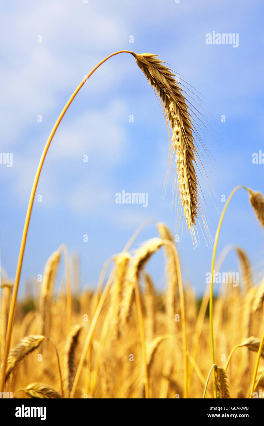 Gold barley hi-res stock photography and images - Alamy