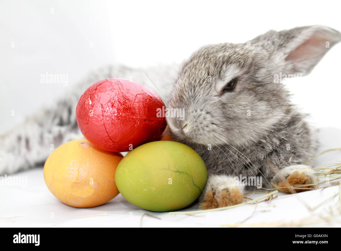 Cute gray rabbit with Easter eggs isolated on white Stock Photo - Alamy
