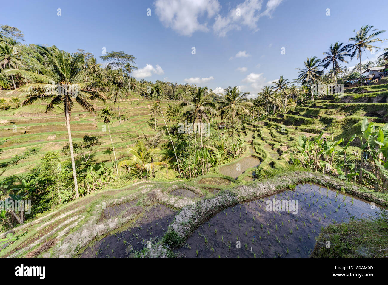Tegallalang rice terraces in Bali, Indonesia Stock Photo - Alamy