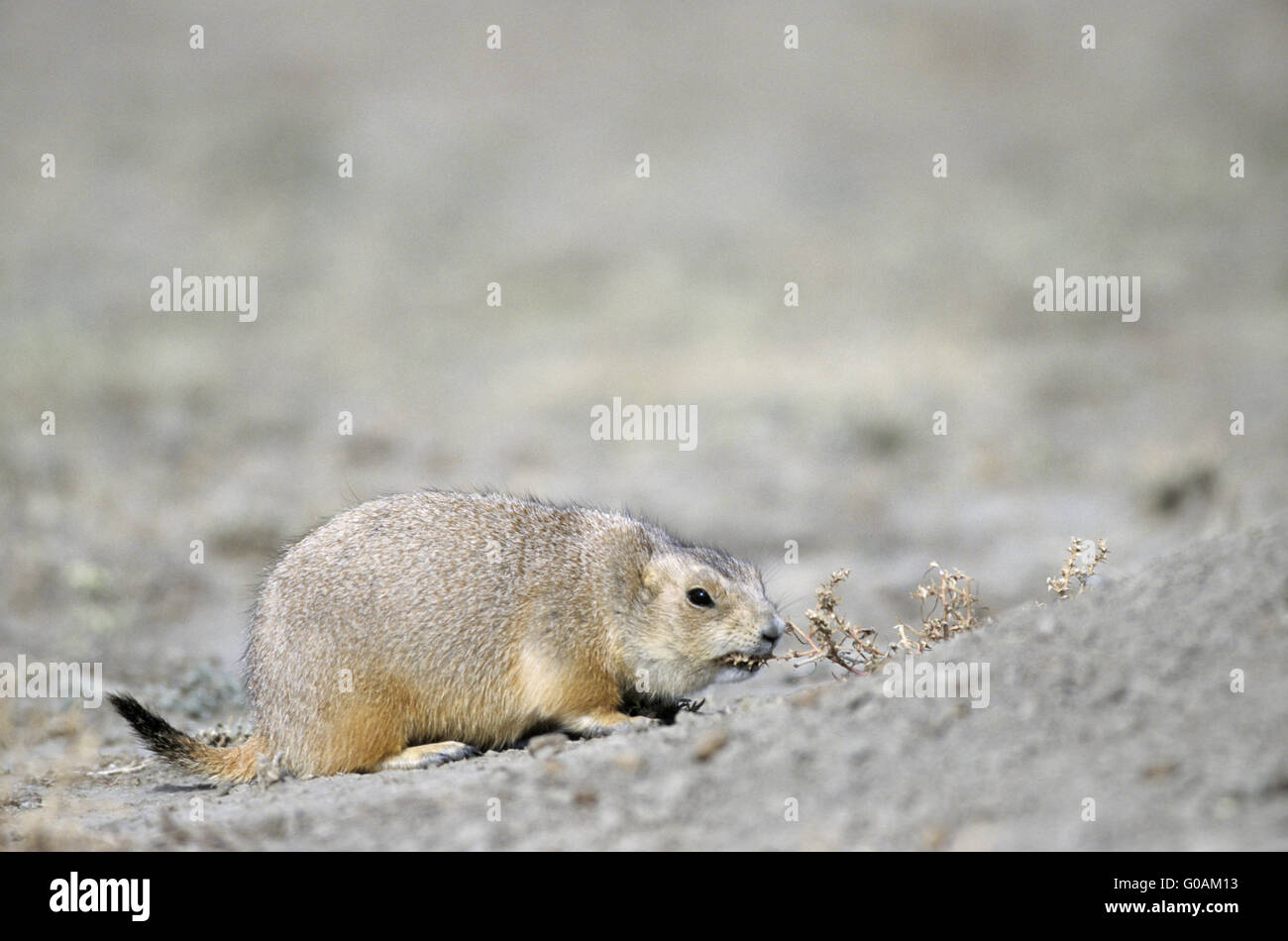 Praerie hi-res stock photography and images - Alamy