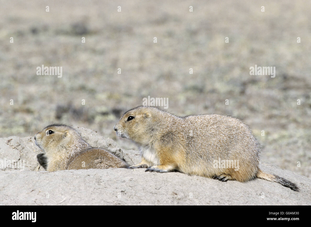 Black-tailed Prairie Dogs at the entrance of den Stock Photo - Alamy