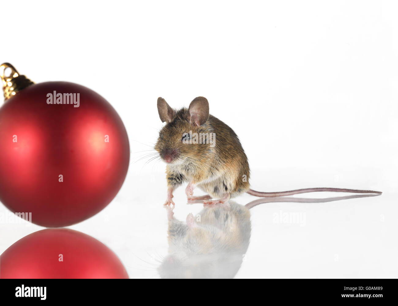 Mouse christmas hi-res stock photography and images - Alamy