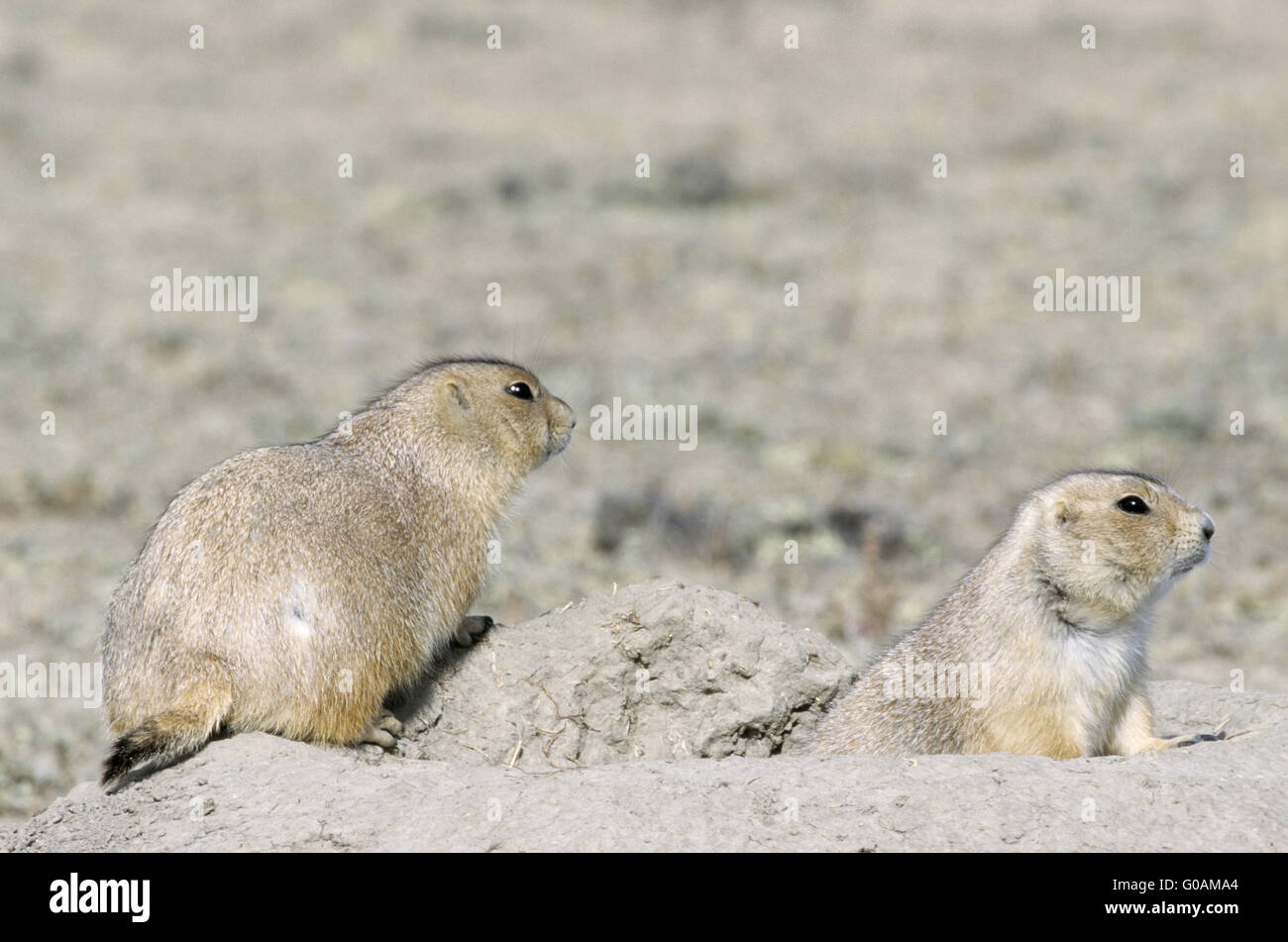 Black-tailed Prairie Dogs at the entrance of den Stock Photo - Alamy