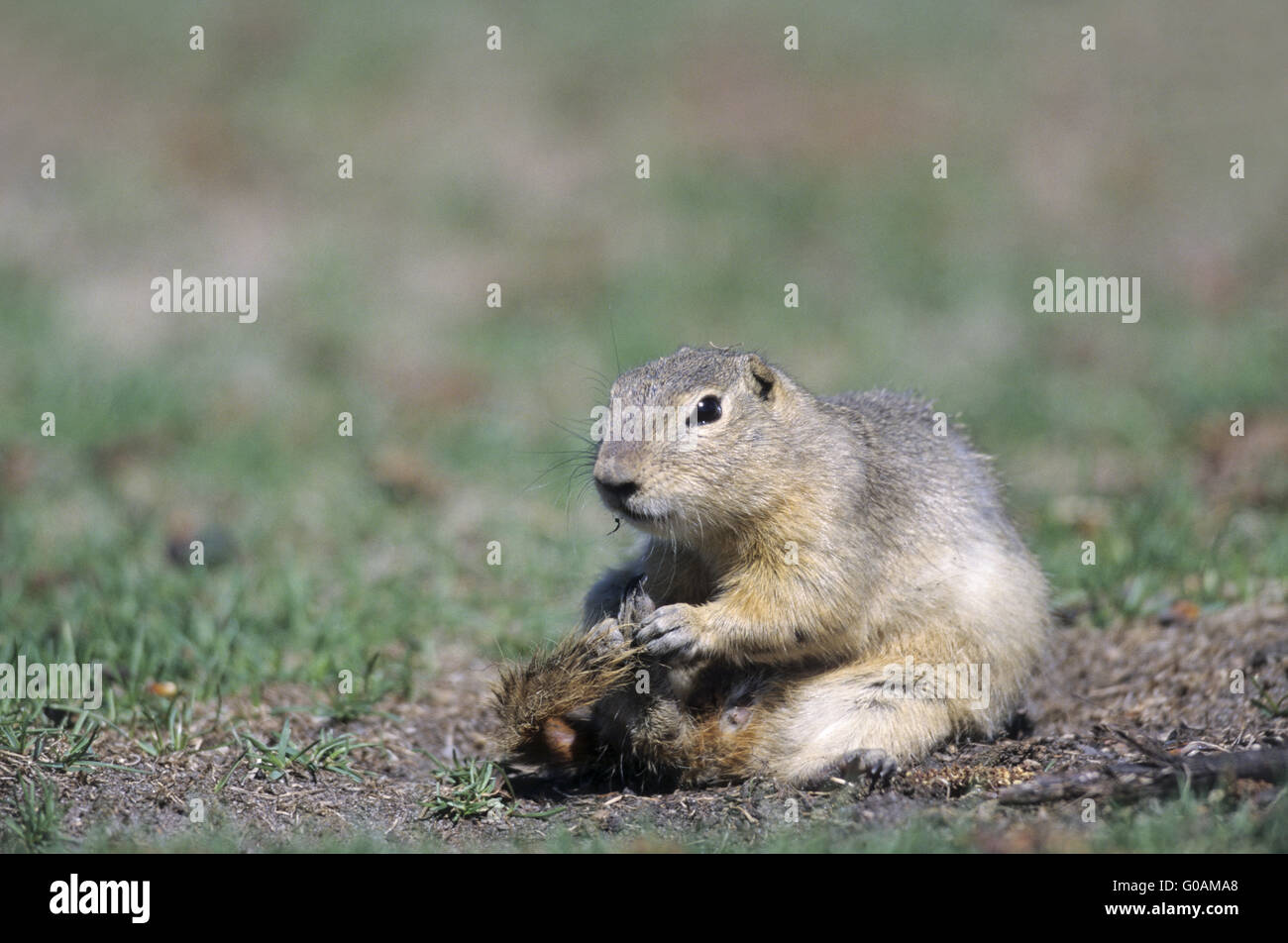 Richardsons Ground Squirrel grooming-(Flickertail Stock Photo - Alamy