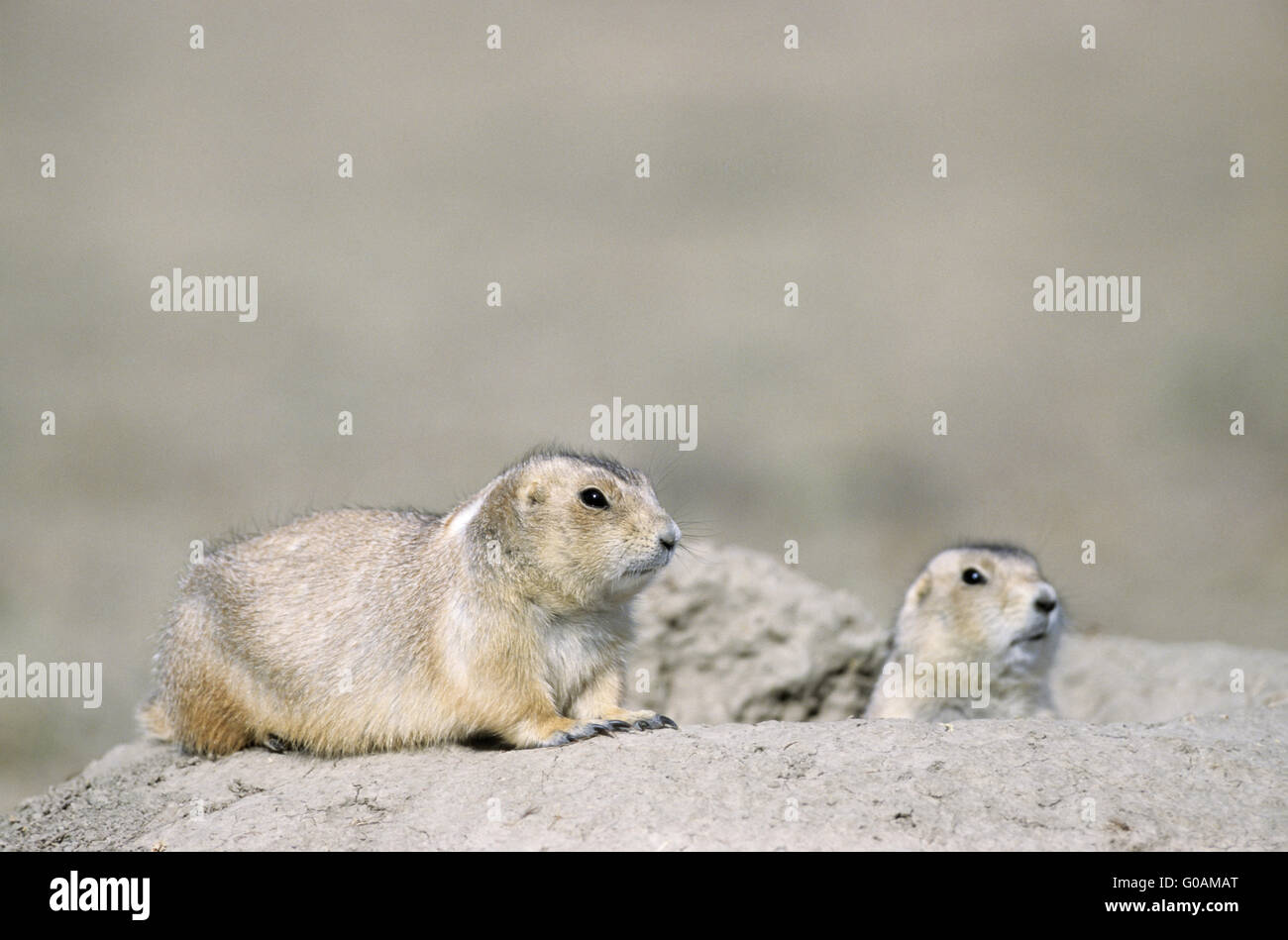 Black-tailed Prairie Dogs at the entrance of den Stock Photo - Alamy