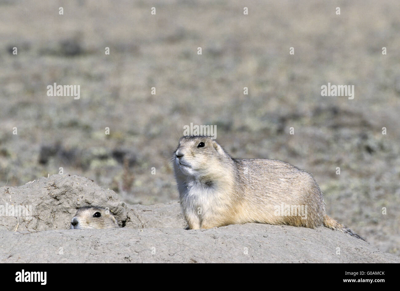 Black-tailed Prairie Dogs at the entrance of den Stock Photo - Alamy