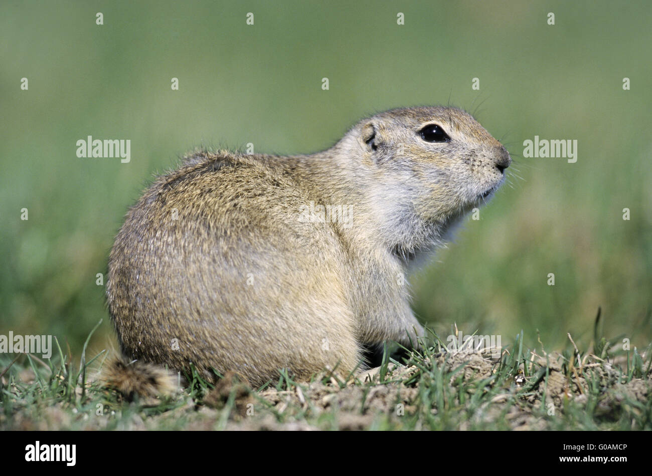 Flickertail sitting relaxed and feed Stock Photo - Alamy