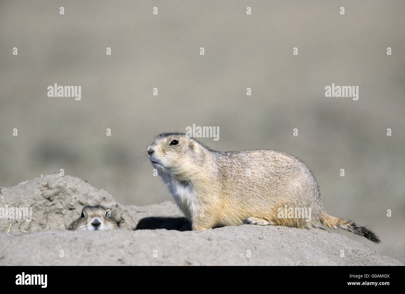 Black-tailed Prairie Dogs at the entrance of den Stock Photo - Alamy