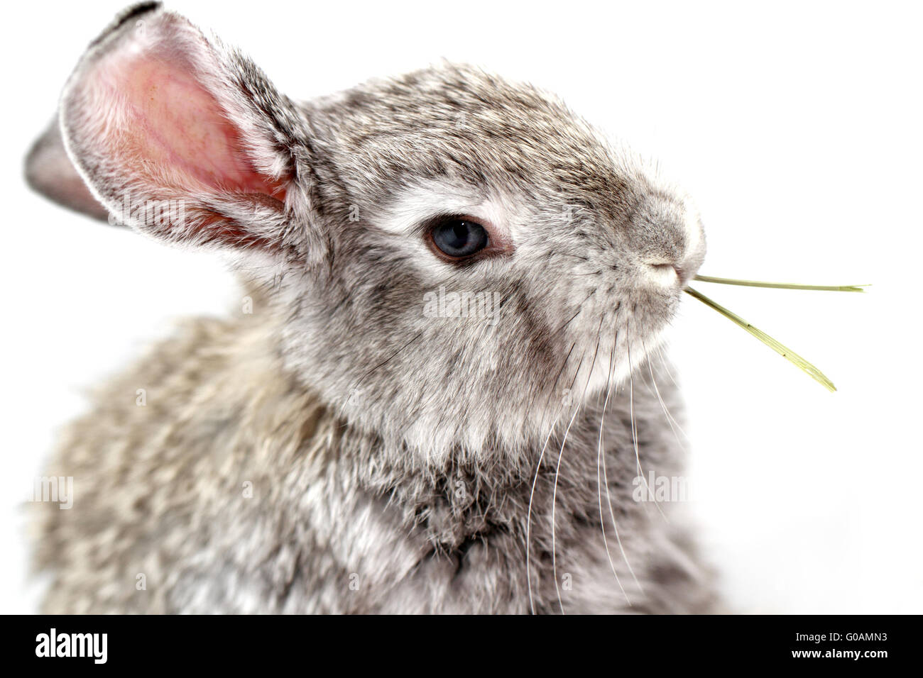 Cute gray rabbit isolated on white background Stock Photo - Alamy