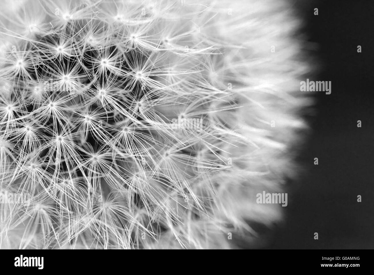 The Dandelion background. Abstract dandelion seeds Stock Photo - Alamy