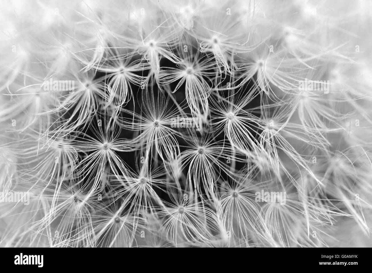 The Dandelion background. Abstract dandelion seeds Stock Photo - Alamy