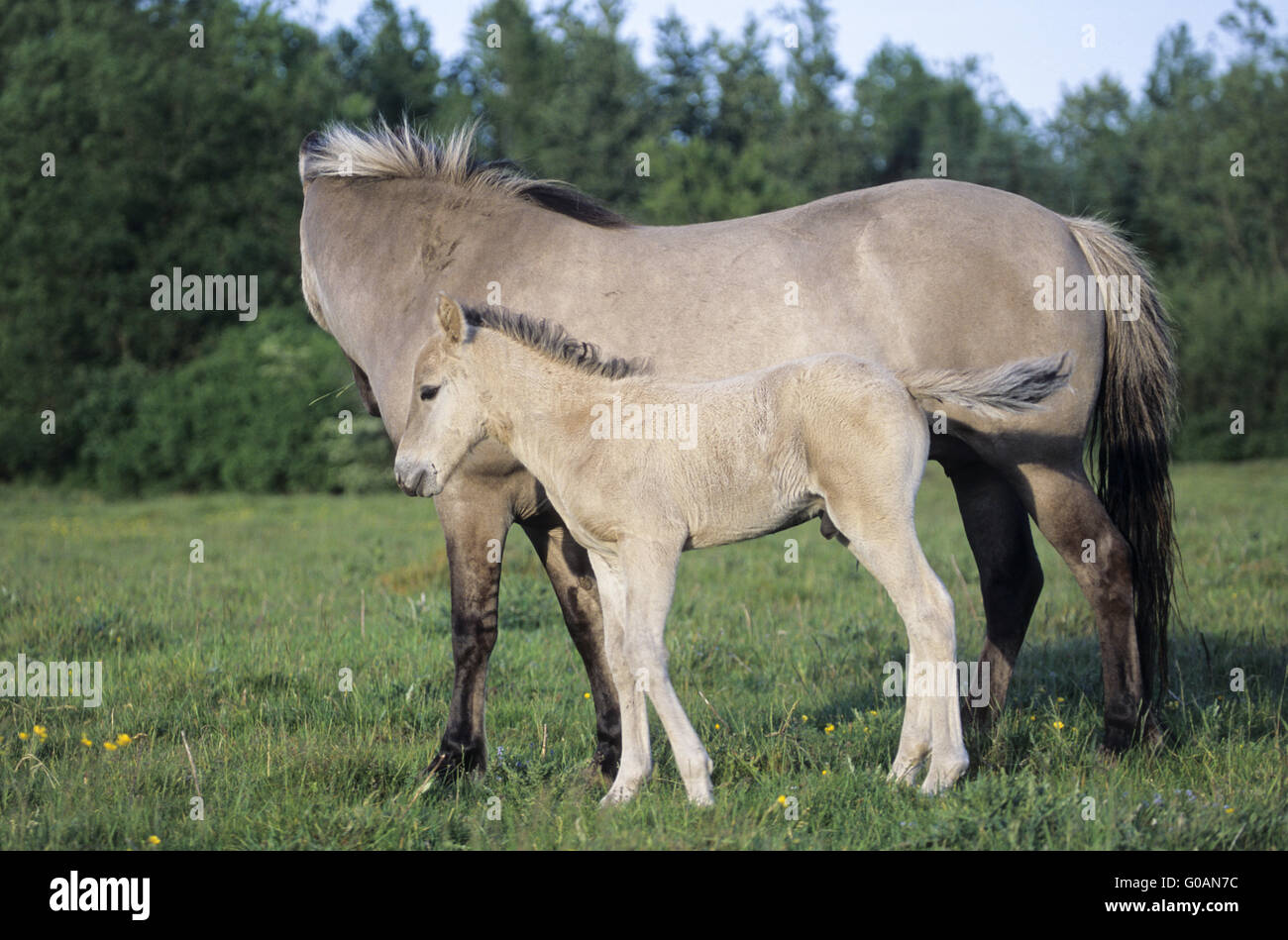 Colt standing hi-res stock photography and images - Alamy