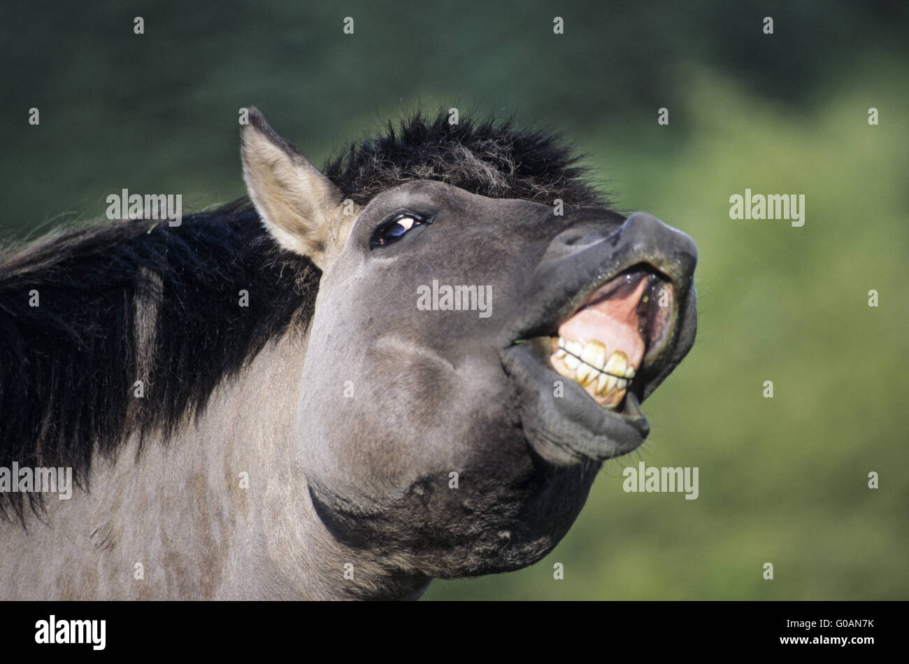 Heck Horse stallion in portrait scenting Stock Photo - Alamy