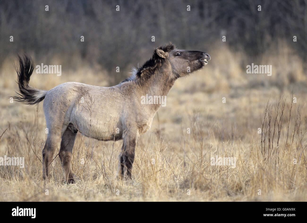 Flehming horse hi-res stock photography and images - Alamy