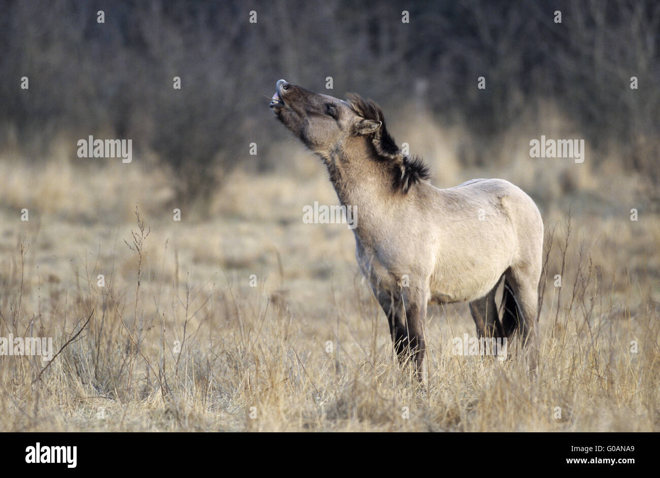 Heck Horse stallion one year old flehming Stock Photo - Alamy
