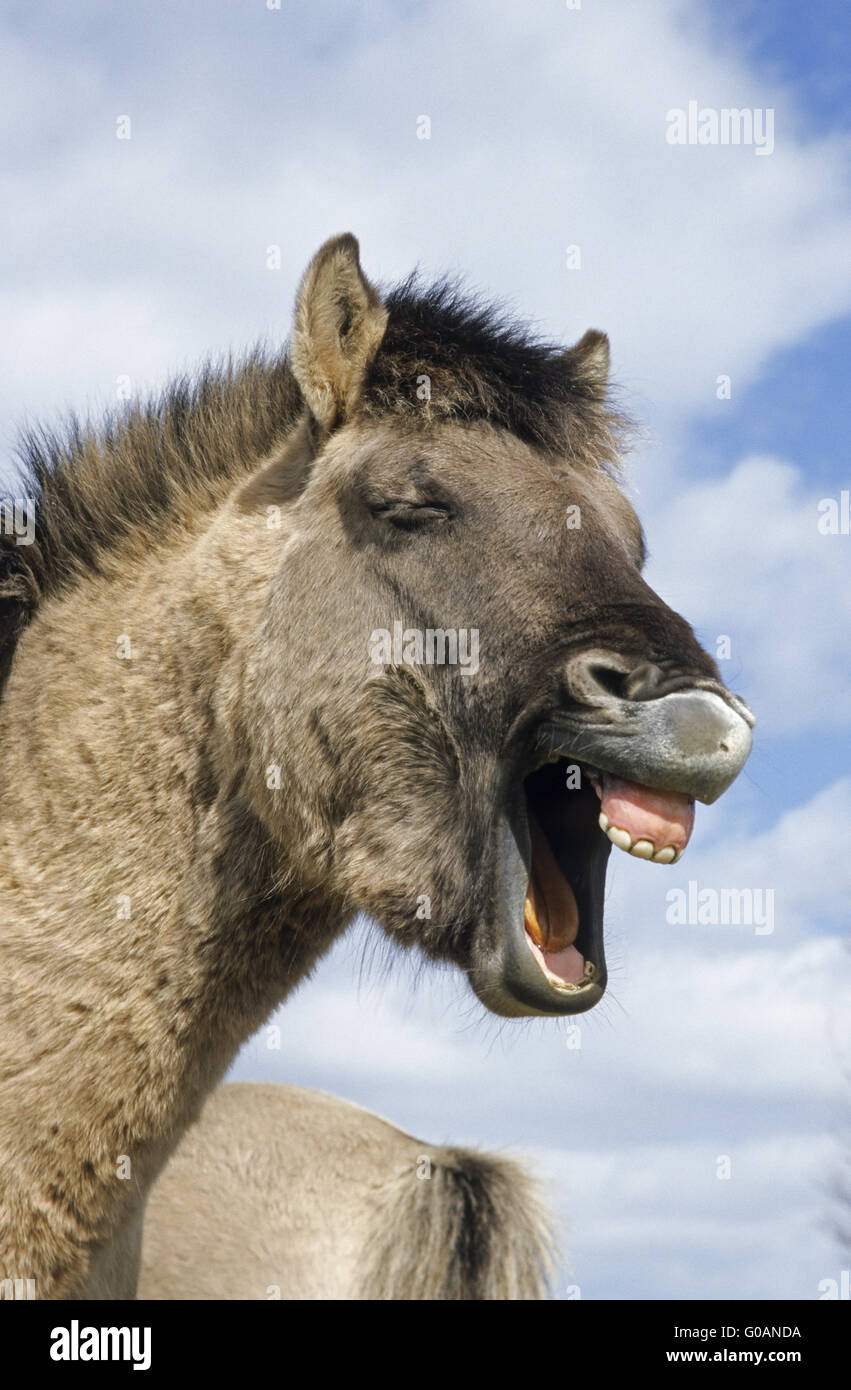 Heck Horse stallion whinnying in front of blue sky Stock Photo - Alamy