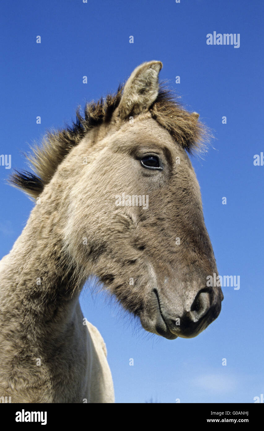 Konik horse breeding back tarpan hi-res stock photography and images ...