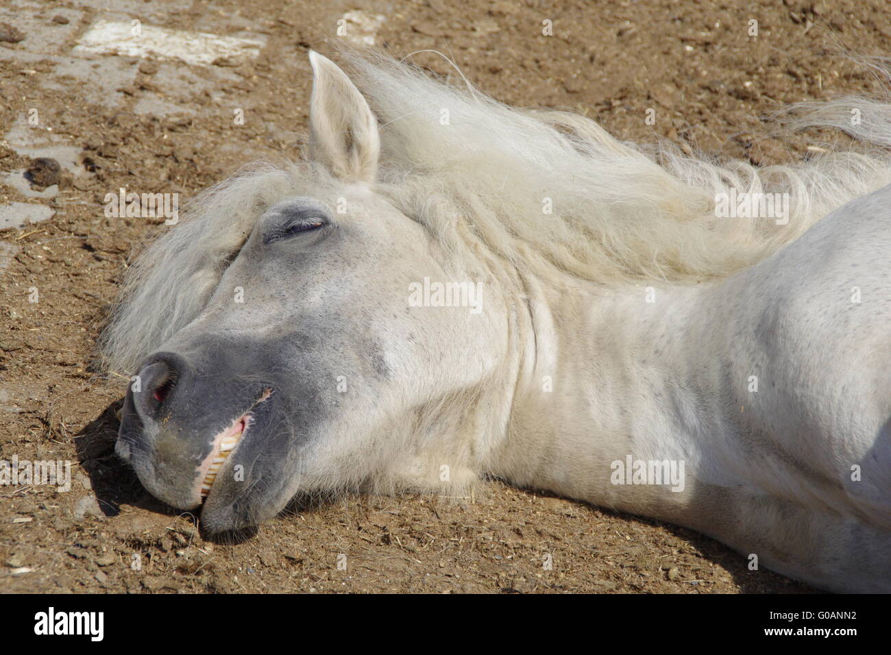 Sleeping Pony High Resolution Stock Photography and Images - Alamy