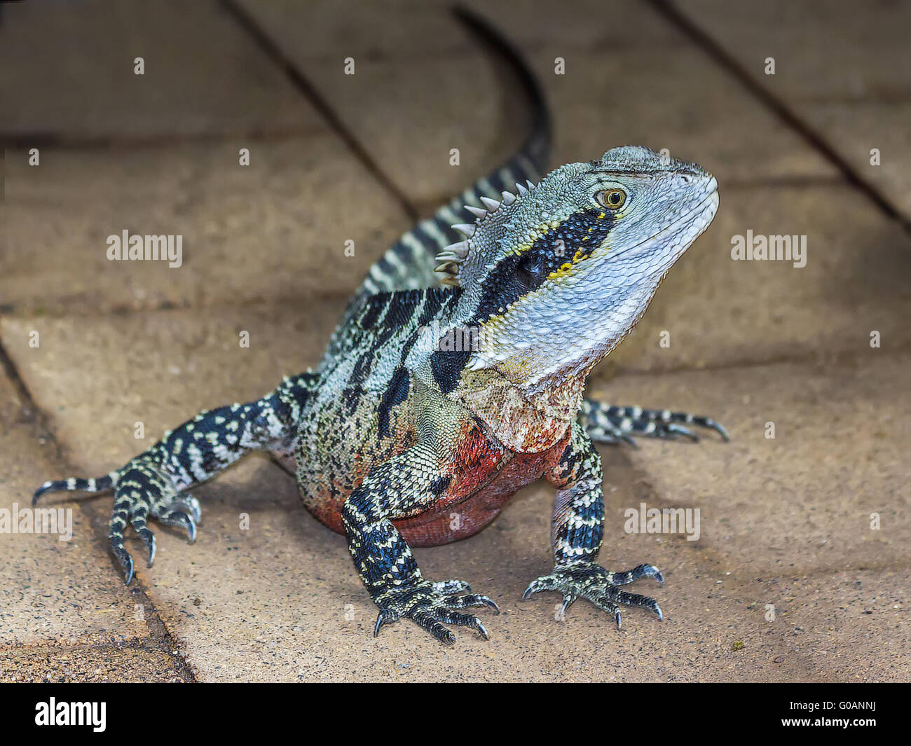 Male Water Dragon (Physignathus lesueurii) With ma Stock Photo - Alamy