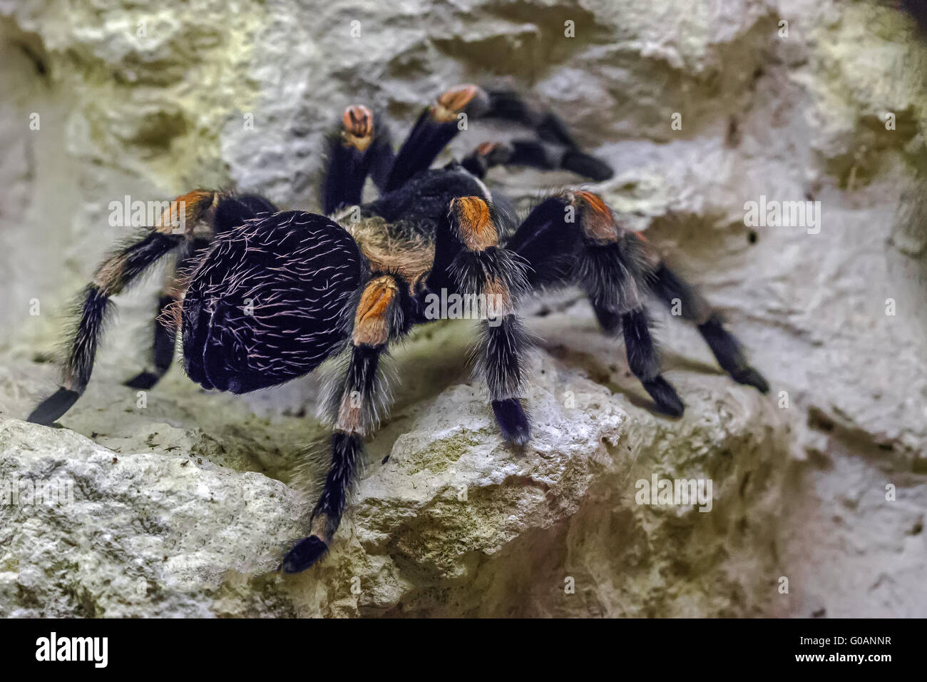Mexican Red Kneed Tarantula (Brachypelma smithi Stock Photo - Alamy