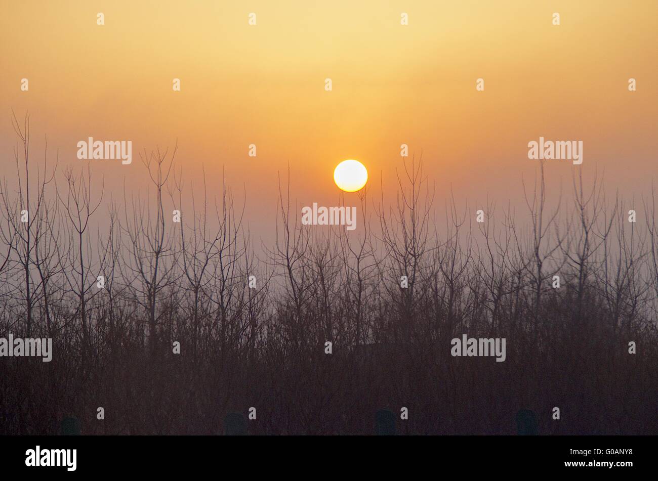 Sun above trees hi-res stock photography and images - Alamy