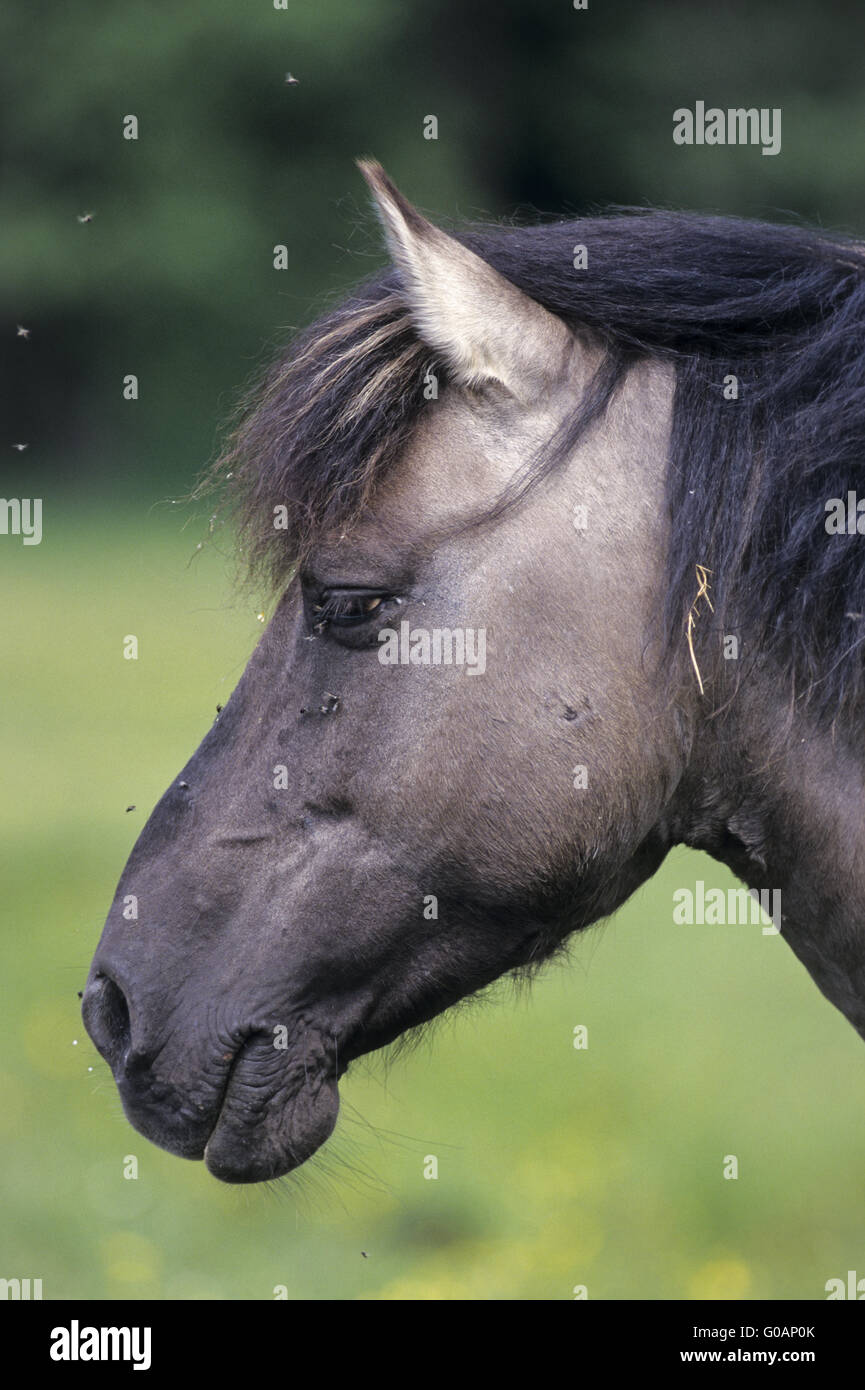 Heck Horse stallion standing relaxed Stock Photo - Alamy