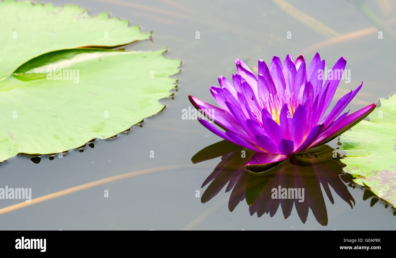 A single purple water lily with reflection over water Stock Photo - Alamy