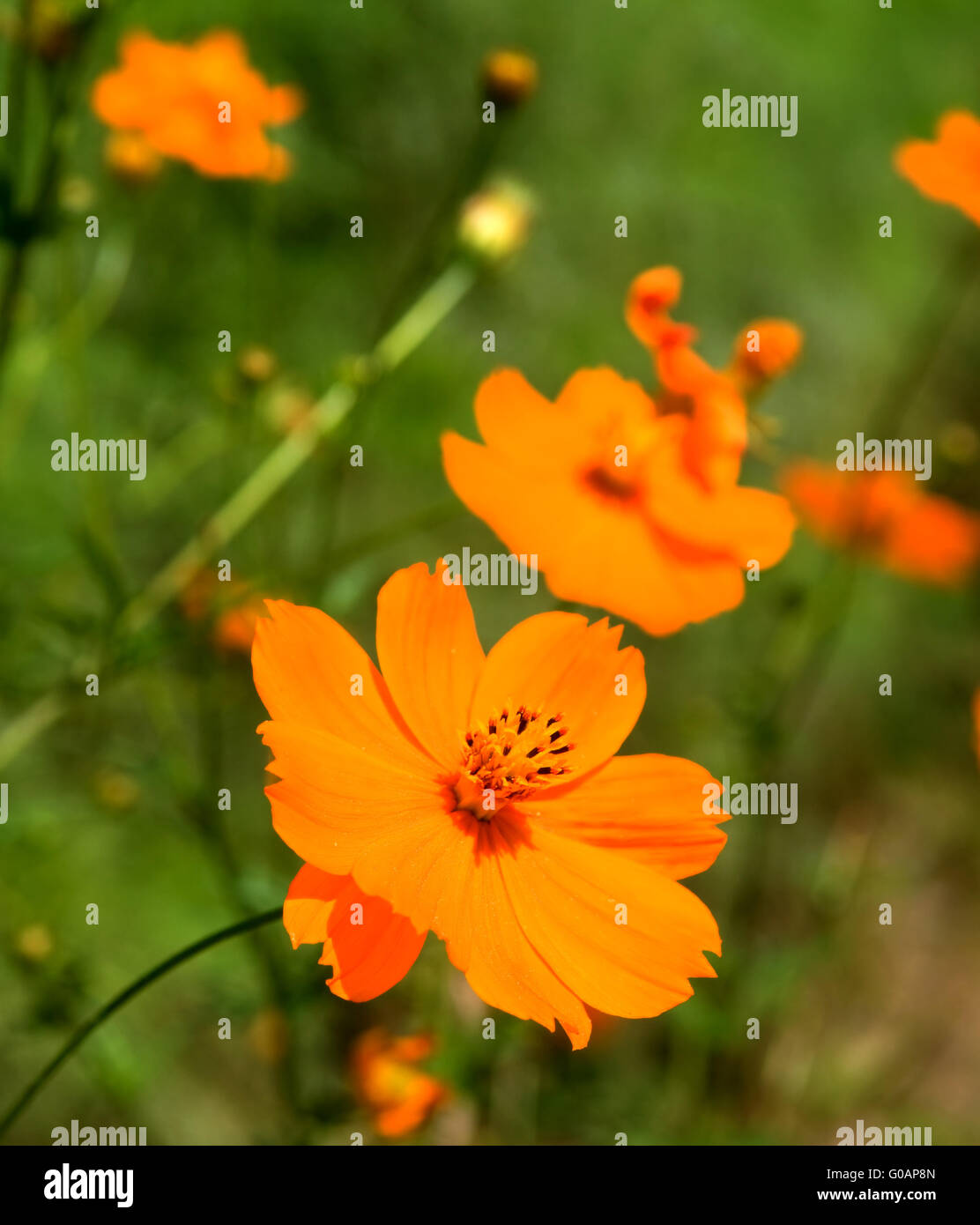 Floret wallpaper hi-res stock photography and images - Alamy