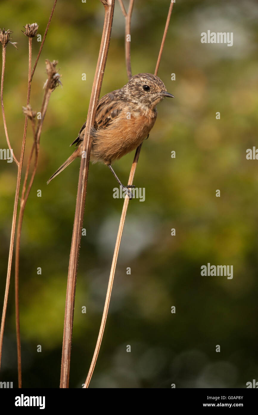 Young stonechat hi-res stock photography and images - Alamy
