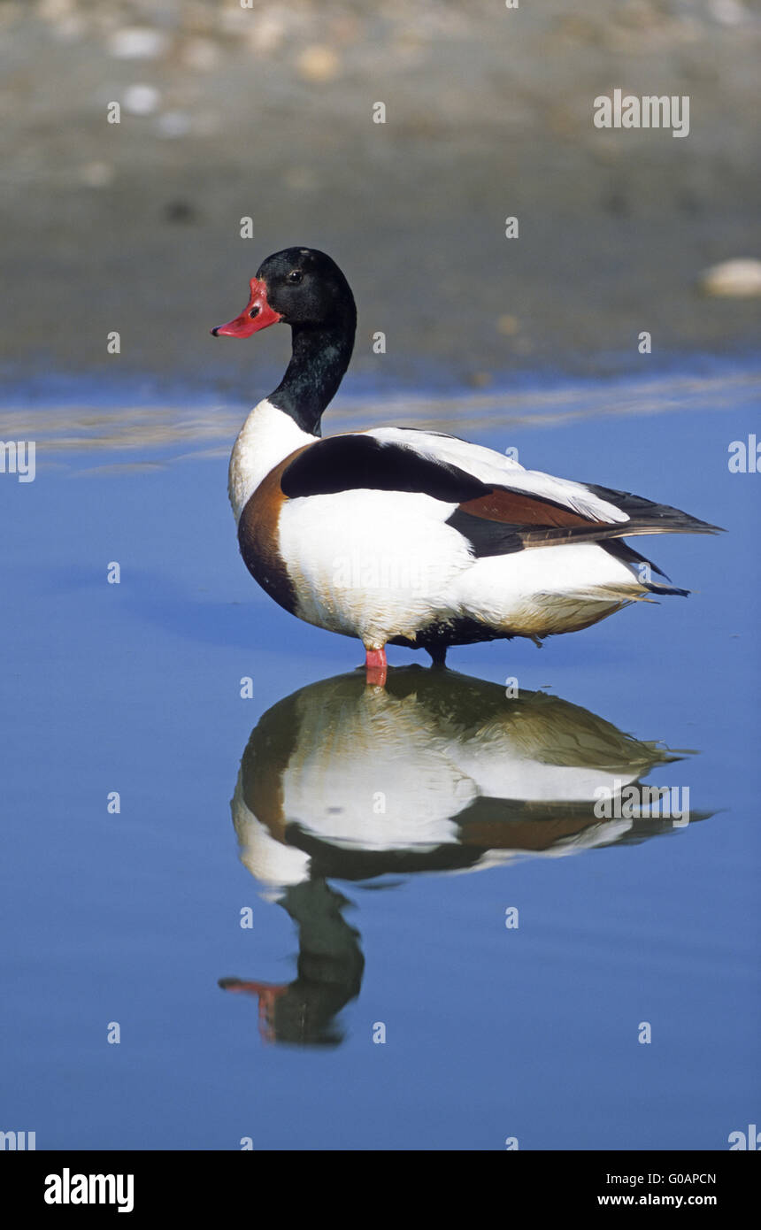 One Common Shelduck gander with mirror image Stock Photo - Alamy