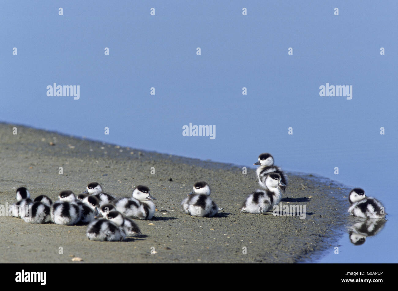 Twelve Common Shelduck squabs resting on sandbank Stock Photo - Alamy