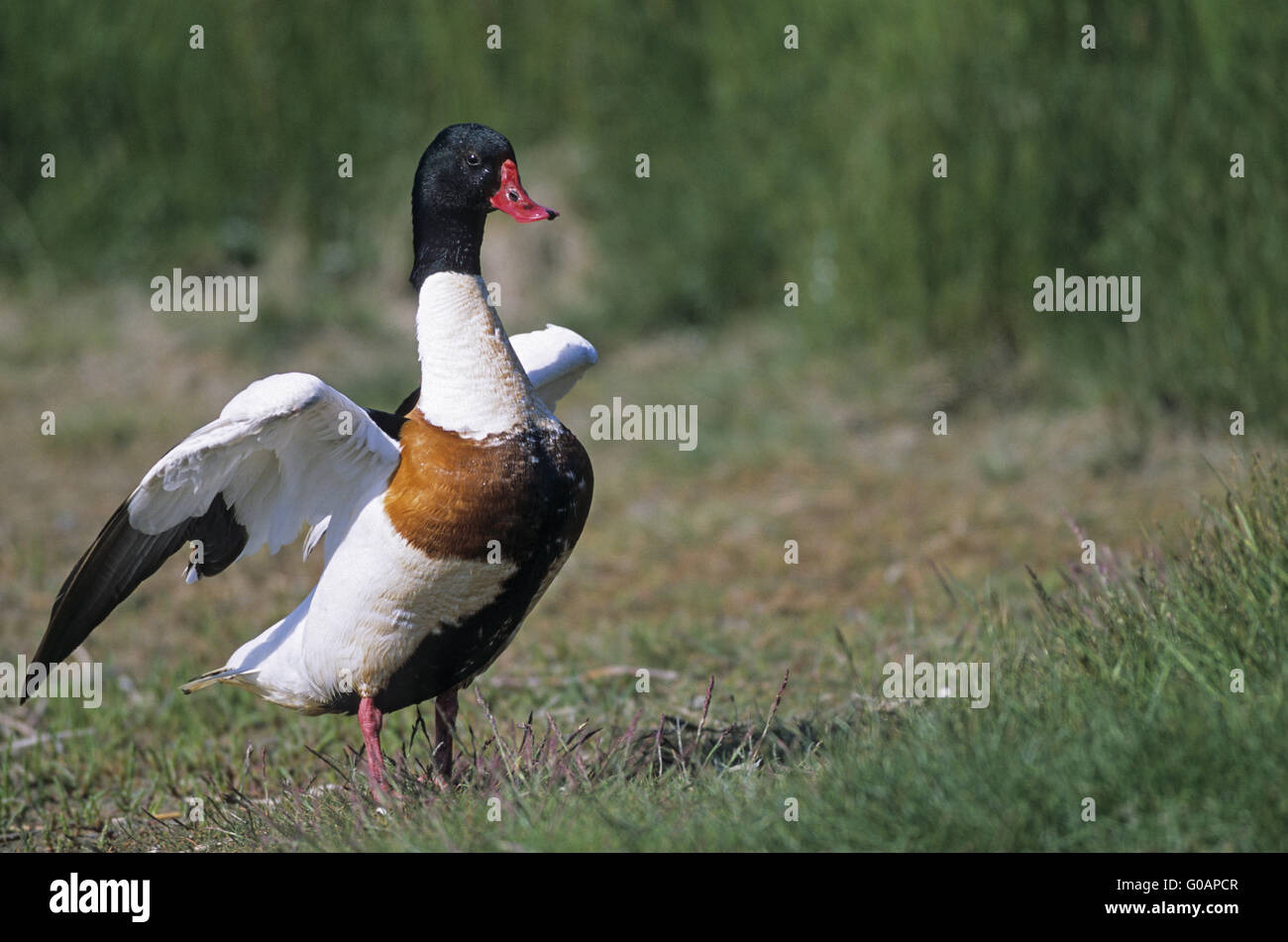 One Common Shelduck gander clapping the wings Stock Photo - Alamy