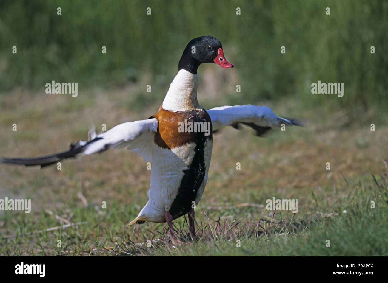 One Common Shelduck gander clapping the wings Stock Photo - Alamy