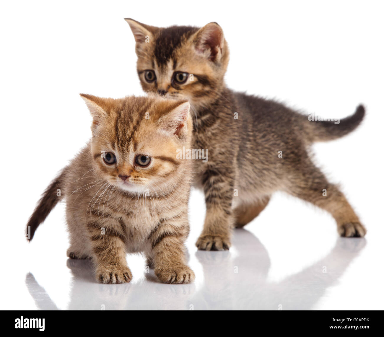 Two kitten on a white background Stock Photo - Alamy