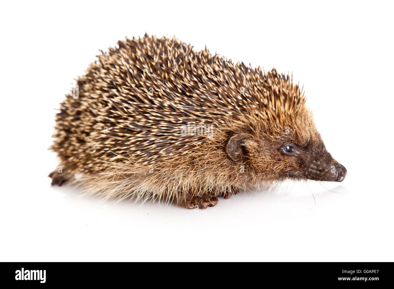Hedgehog on a white background Stock Photo - Alamy