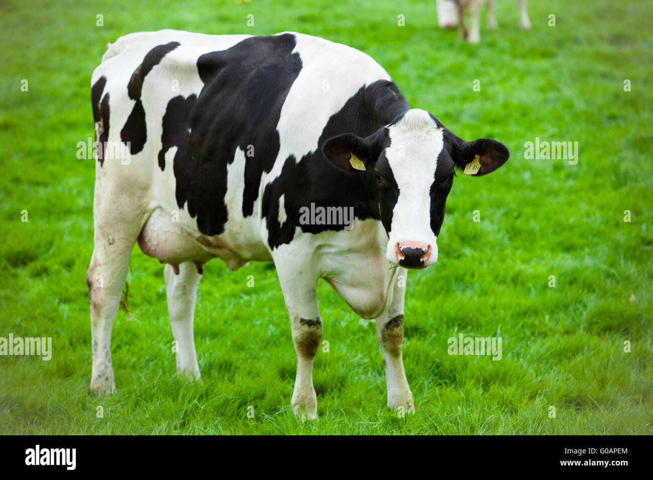 Chain herb hi-res stock photography and images - Alamy