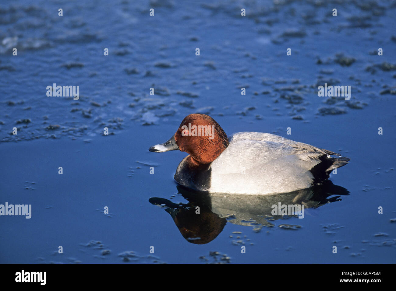 Common pochard drake hi-res stock photography and images - Alamy