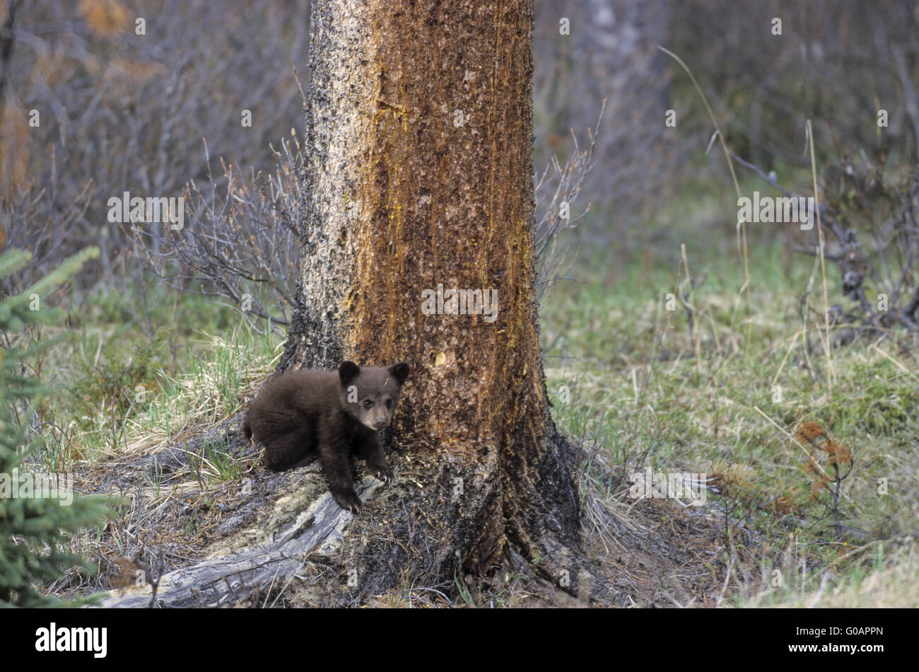 One Cinnamon Black Bear cub at the root of a tree Stock Photo - Alamy