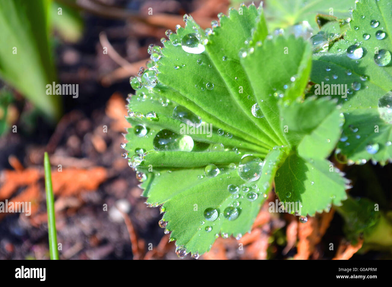 dewdrop in the garden Stock Photo - Alamy