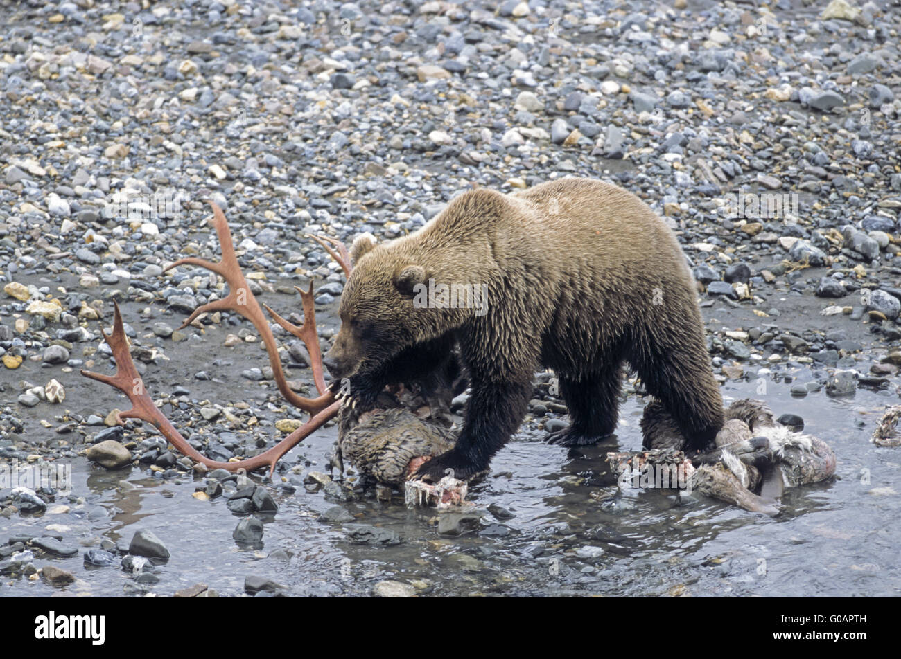 Grizzly Bear standing near a Caribou cadaver Stock Photo - Alamy