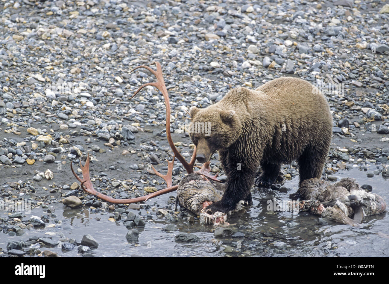 Grizzly Bear standing near a Caribou cadaver Stock Photo - Alamy
