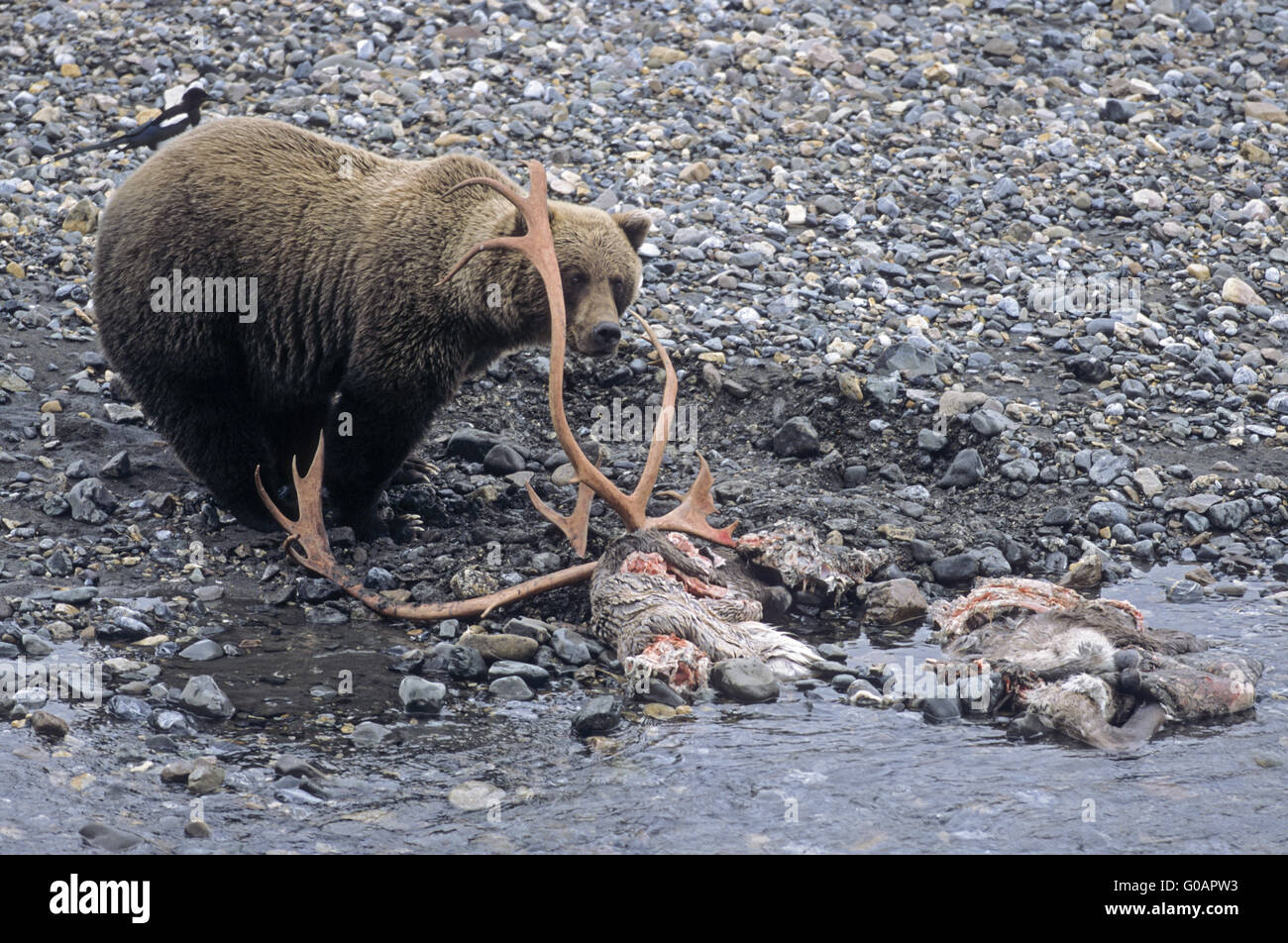 Grizzly Bear standing near a Caribou cadaver Stock Photo - Alamy
