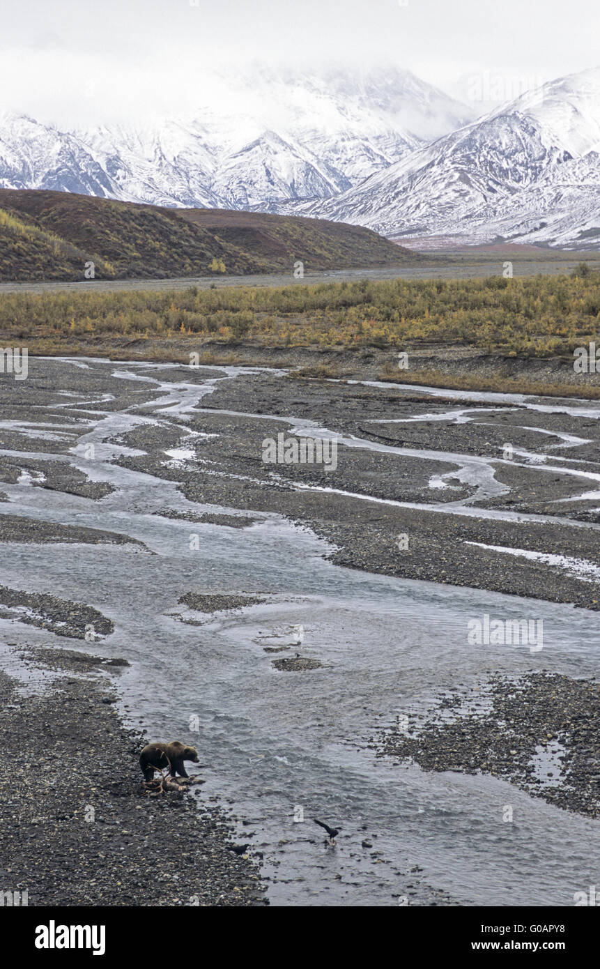 Grizzly Bear at a Caribou cadaver killed from wolf Stock Photo - Alamy