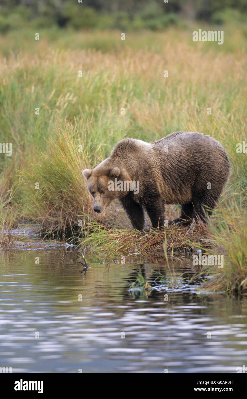 Grizzly Bear sow standing at the riverside Stock Photo - Alamy
