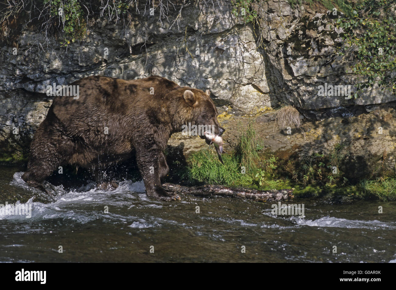 Grizzly catching fish hi-res stock photography and images - Alamy